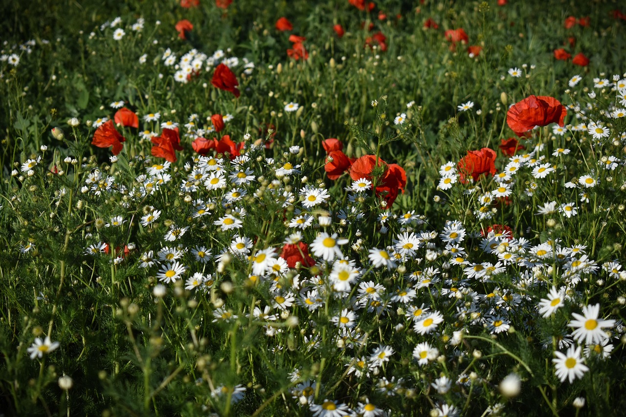 Blumen Wiese - Kostenloses Foto auf Pixabay - Pixabay