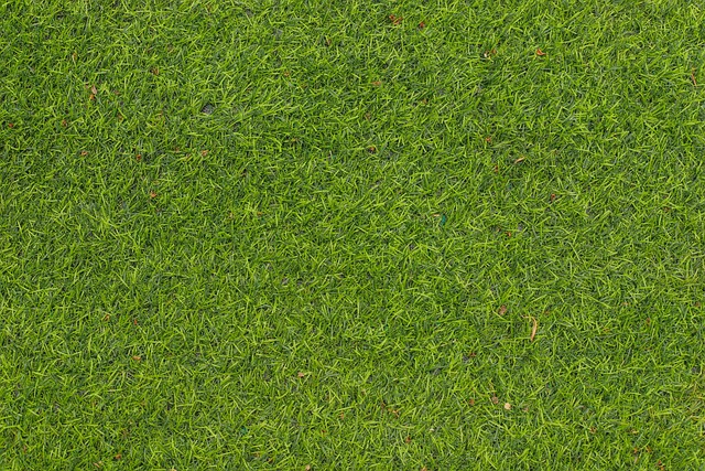 Gras Hintergrund - Kostenloses Foto auf Pixabay - Pixabay