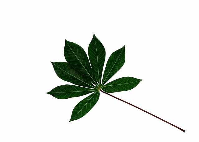 30+ Gambar Singkong & Daun Singkong Gratis - Pixabay