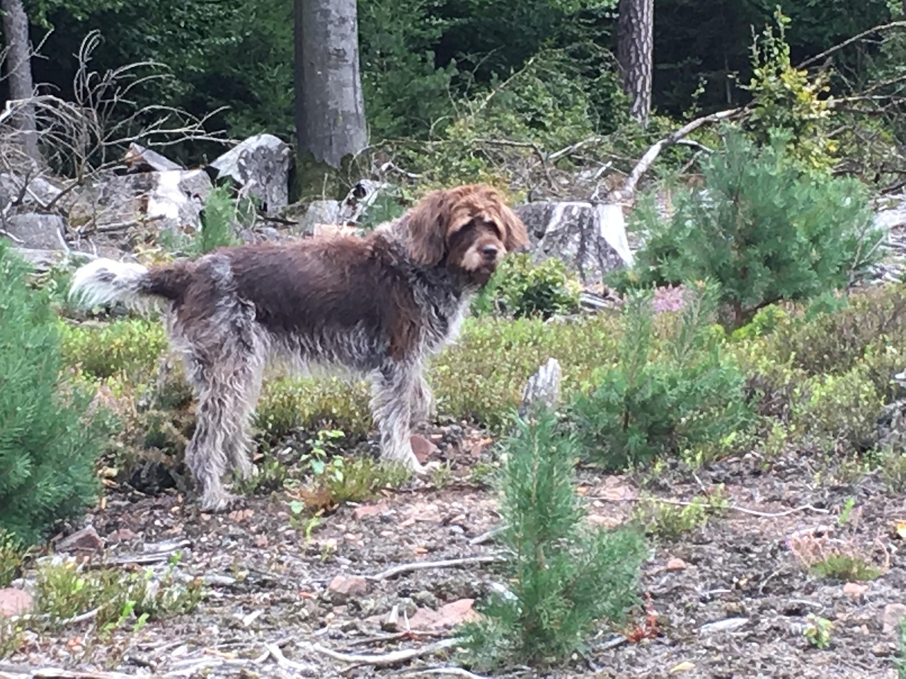 20+ Free German Wire Hair & Hunting Dog Images - Pixabay