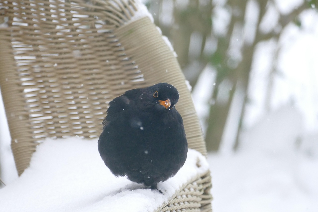 Blackbird Fr Merula - Free photo on Pixabay - Pixabay