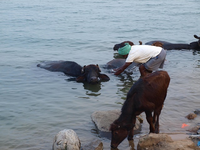 Water Pollution By Animals Bathing
