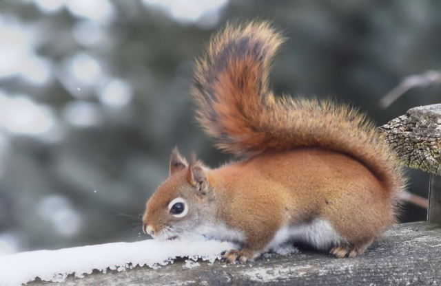 Squirrel American Red - Free photo on Pixabay - Pixabay