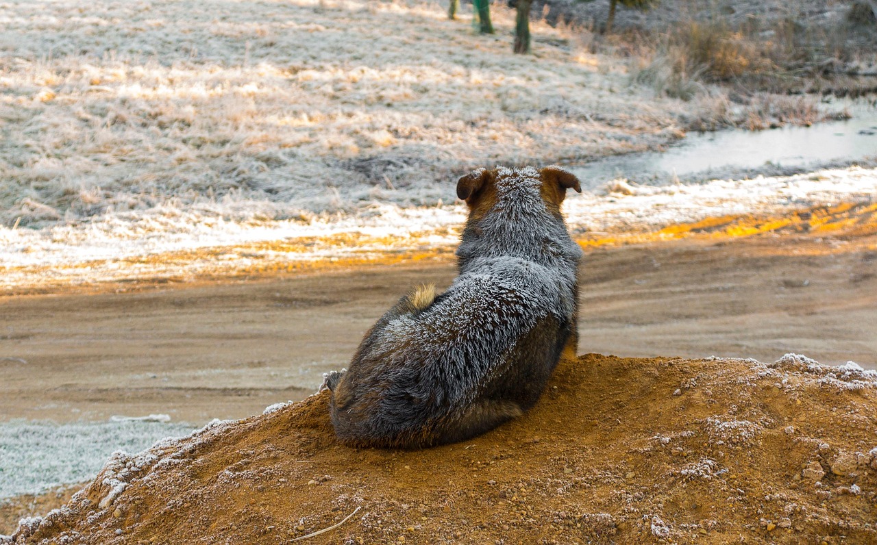 Dog Frost Cold - Free photo on Pixabay - Pixabay