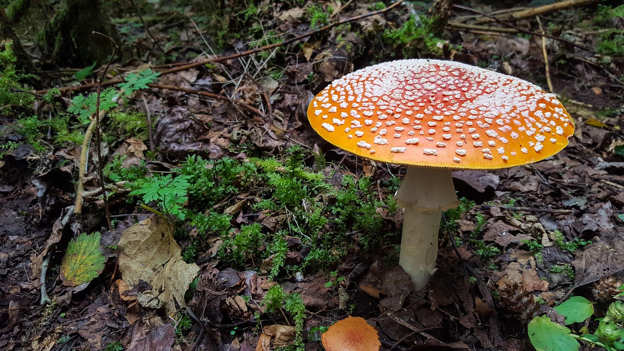 Champignon Amanite Mouche Forêt - Photo gratuite sur Pixabay - Pixabay