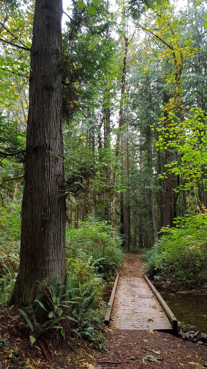 Wald Pfad Wandern - Kostenloses Foto auf Pixabay - Pixabay