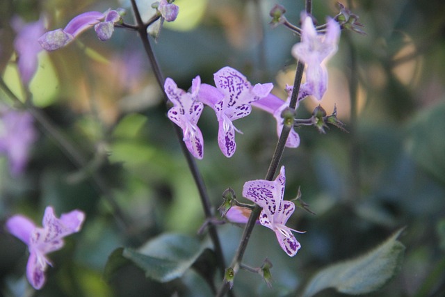 Orchid Kukat - Ilmainen valokuva Pixabayssa - Pixabay