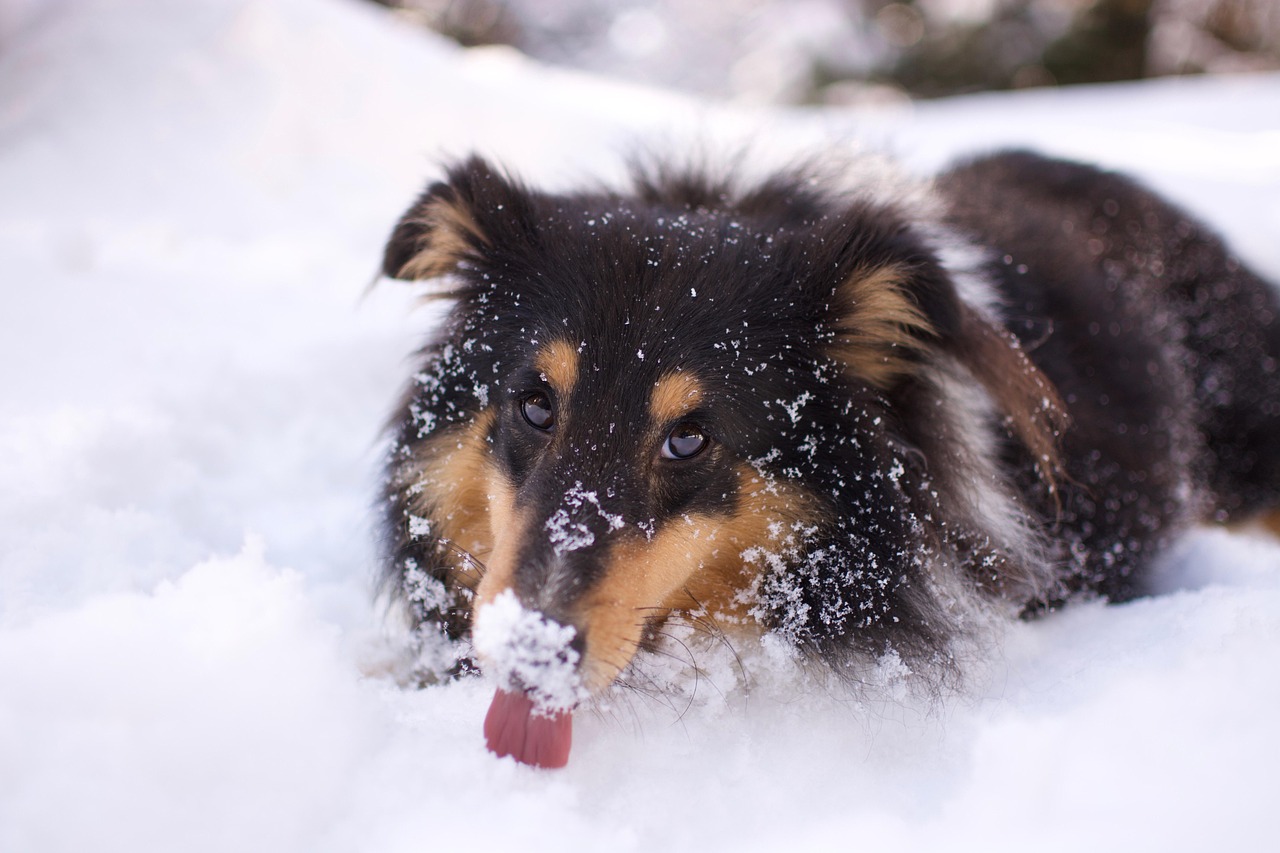 Shetland Sheepdog Walking On The - Free photo on Pixabay