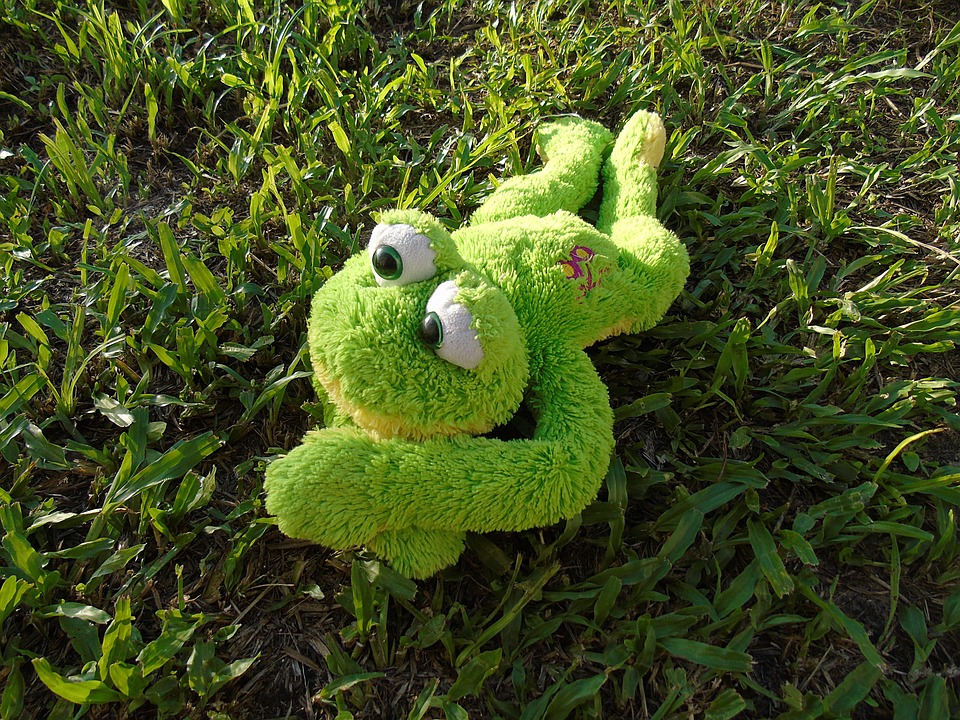 Frog Amphibian Animal - Free photo on Pixabay - Pixabay