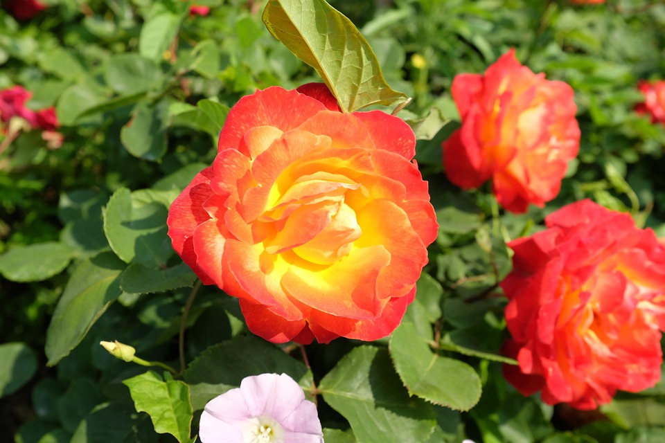 Rose Jardin Plante - Photo gratuite sur Pixabay - Pixabay