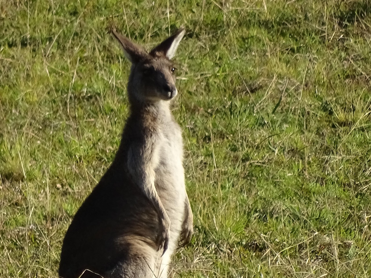 Kangaroo Nature Australia - Free photo on Pixabay - Pixabay