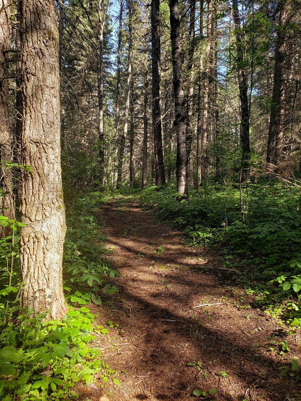 Hiking Trail Duck Mountain Travel - Free photo on Pixabay - Pixabay