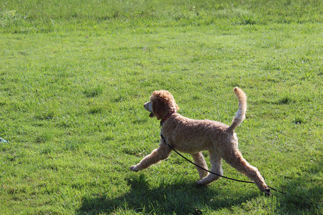 Dog Poodle Pet - Free photo on Pixabay - Pixabay