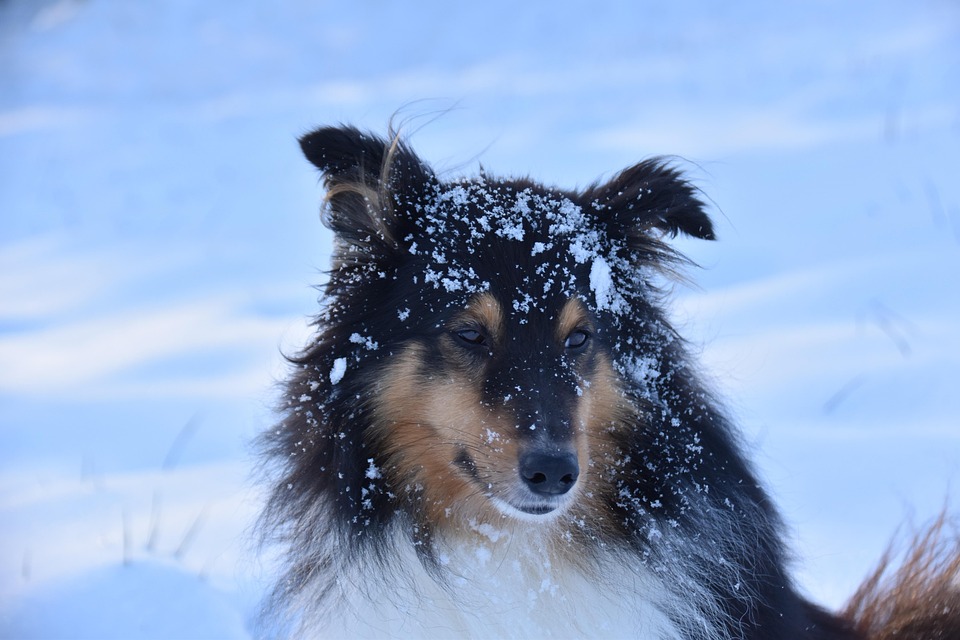 Sheltie Perro Nieve Shetland - Foto gratis en Pixabay - Pixabay