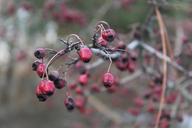 Espinheiro Alvar Haw Flora - Foto gratuita no Pixabay - Pixabay