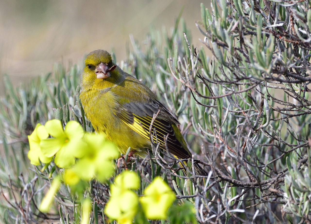 Finchada Verde Pájaro Sucursales - Foto gratis en Pixabay - Pixabay