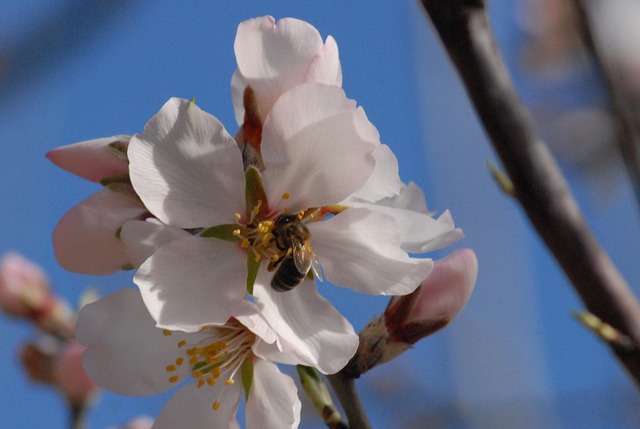 Fleur Le Printemps Amandier - Photo gratuite sur Pixabay - Pixabay