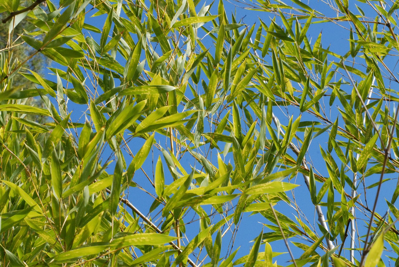 Verde Natureza Bambu - Foto gratuita no Pixabay - Pixabay