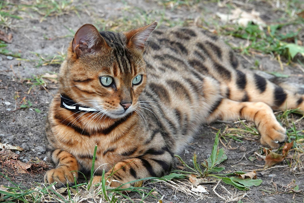 20 000 Free Bengal Cat Animal Images Pixabay 20 000 Free Bengal Cat Animal Images Pixabay