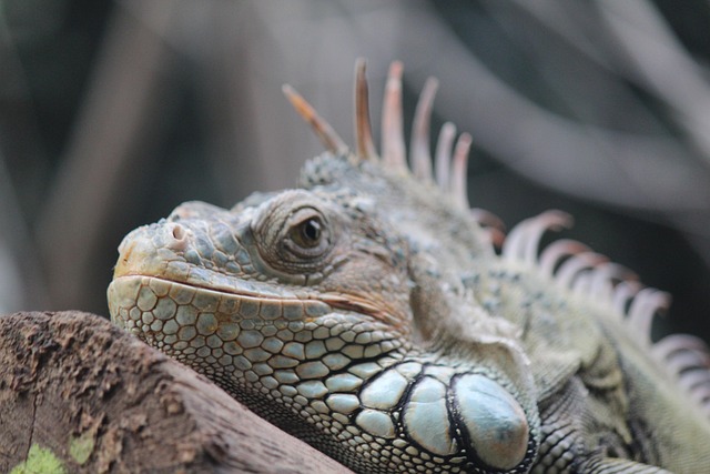 Iguana Animal Réptil - Foto gratuita no Pixabay - Pixabay