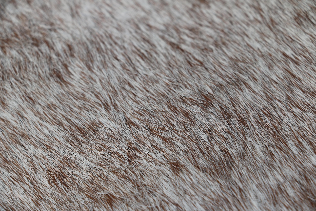 Texture Cheveu Cheval - Photo gratuite sur Pixabay - Pixabay