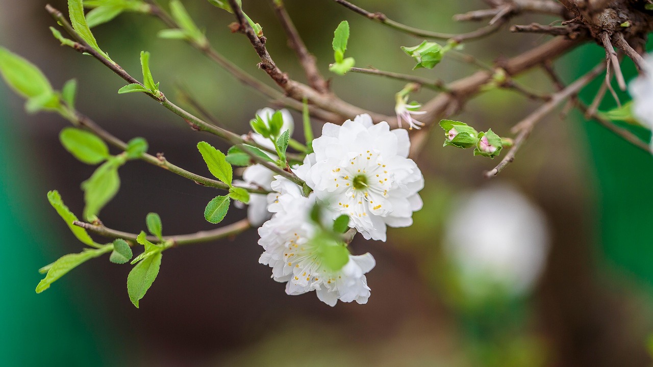 Apricot Flowers Branch - Free photo on Pixabay - Pixabay