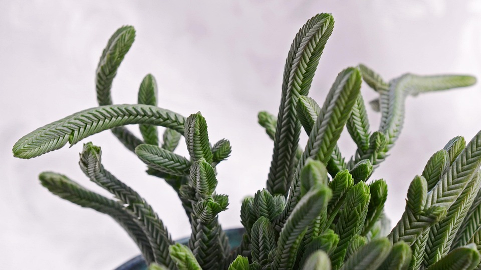 Succulent Plant Nature - Free photo on Pixabay