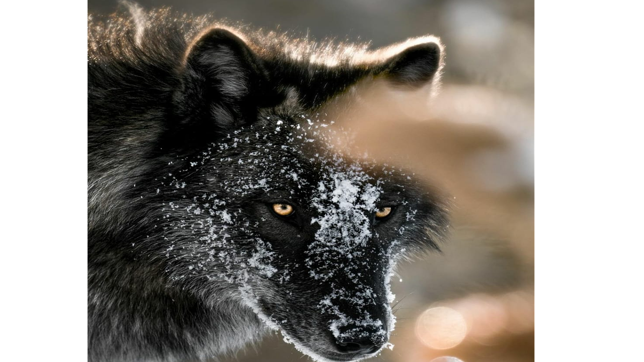 Lobos Animales Lobo Perros