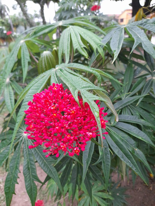 Flor Hermosa Flower - Free photo on Pixabay - Pixabay