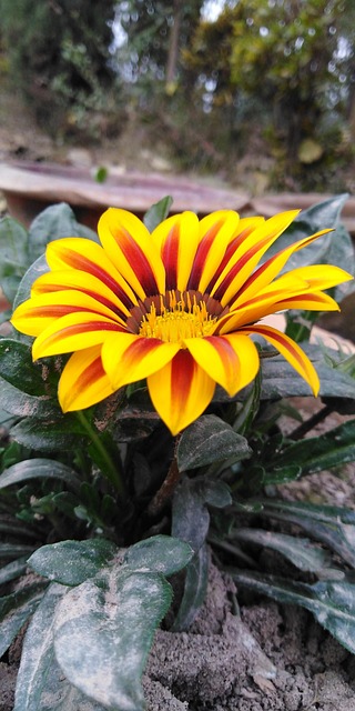 Sunflower High Quality Image Sun - Free photo on Pixabay - Pixabay