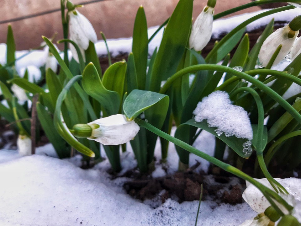 Fleur De Chaleur Hiver Neige - Photo gratuite sur Pixabay