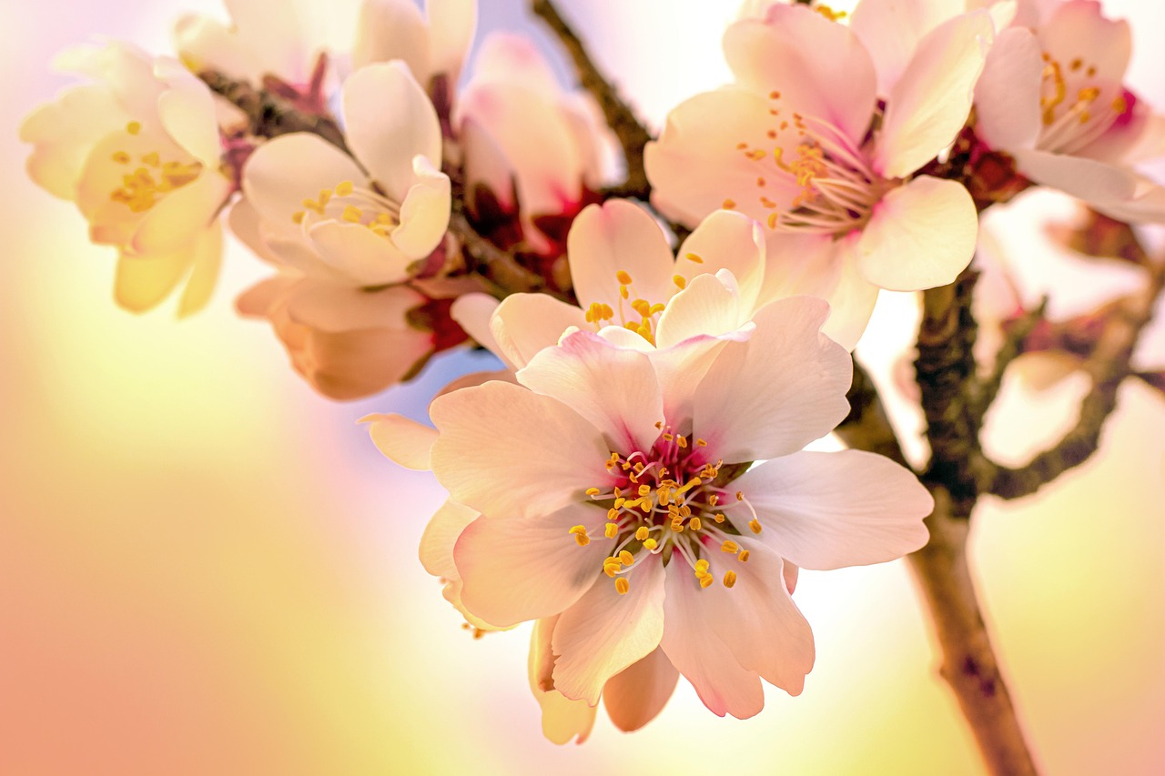 Almond Tree Flowers Branch - Free photo on Pixabay - Pixabay