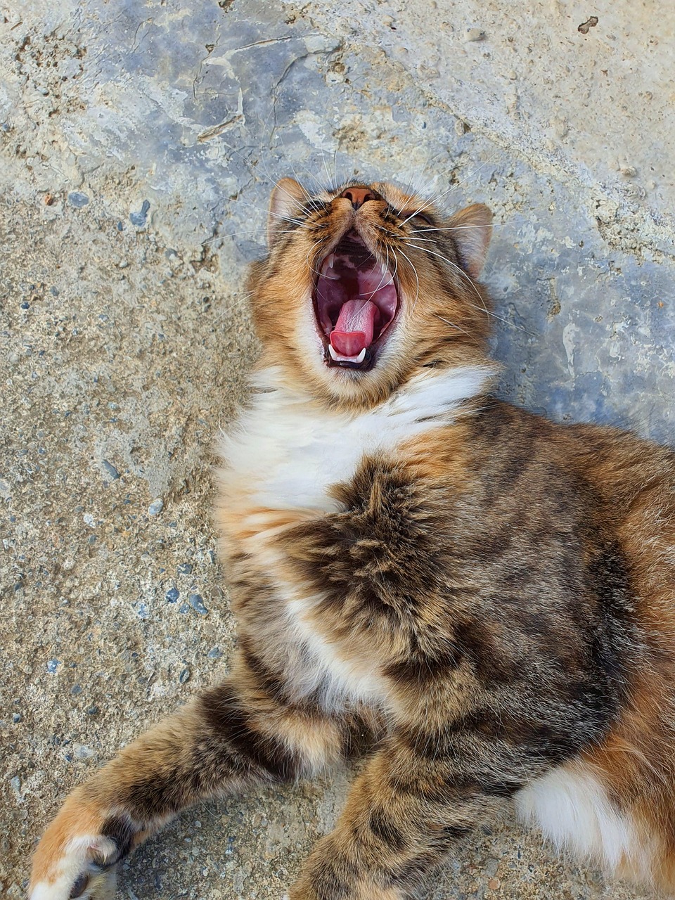 Menguap Kucing Anak - Foto gratis di Pixabay - Pixabay