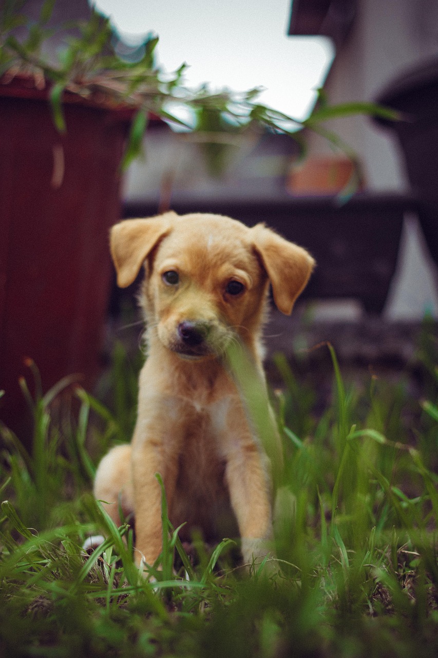 Puppy Garden Dog - Free photo on Pixabay - Pixabay