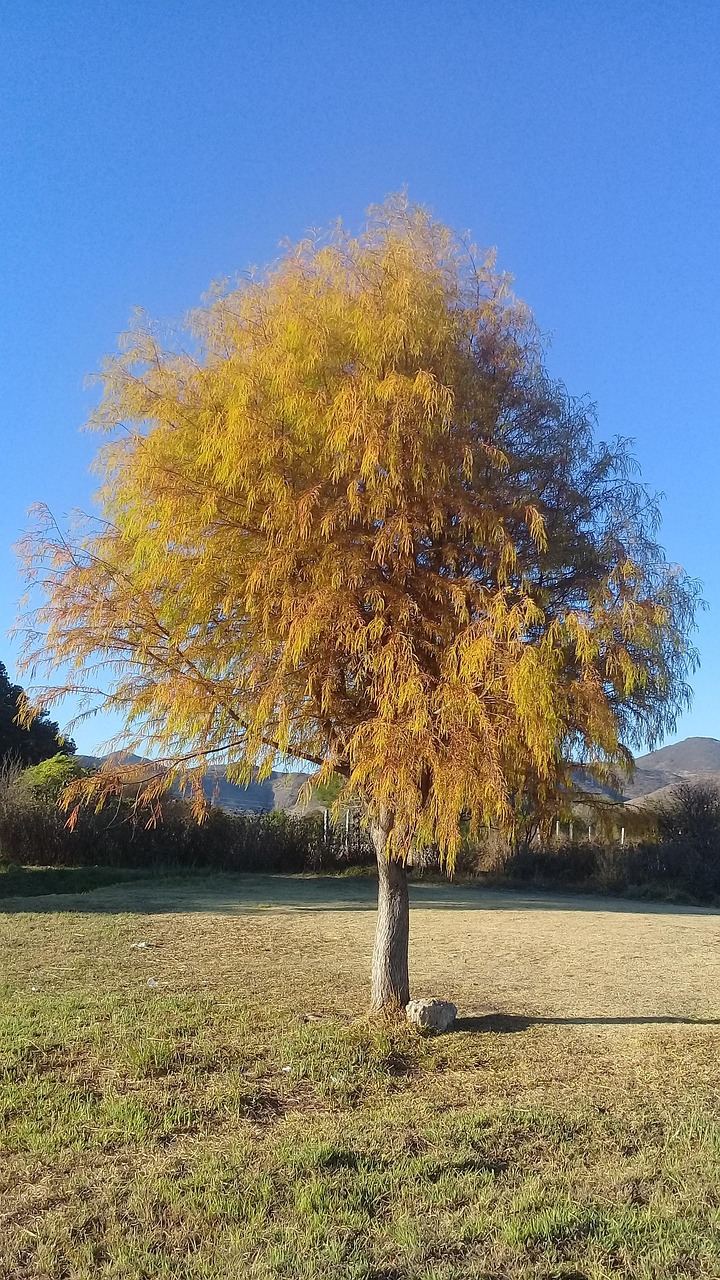 Tree Darling Blue - Free photo on Pixabay - Pixabay