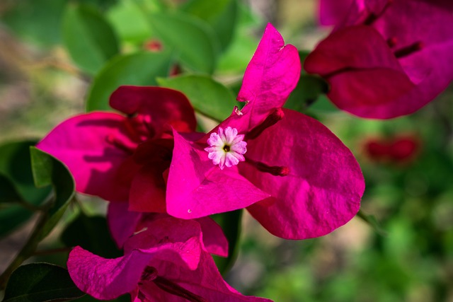 Flor Bugambilia Bugambilias - Foto gratis en Pixabay - Pixabay