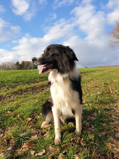 Perro Border Collie - Foto gratis en Pixabay - Pixabay