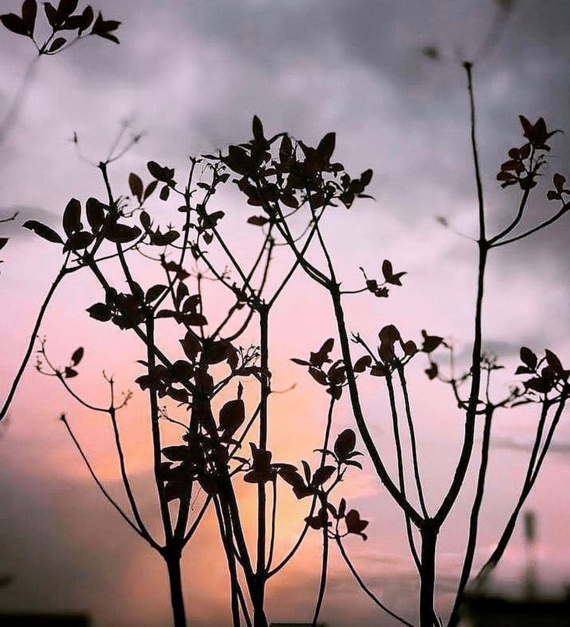 1+ kostenlose Roses+Landscape und Flowers-Bilder - Pixabay