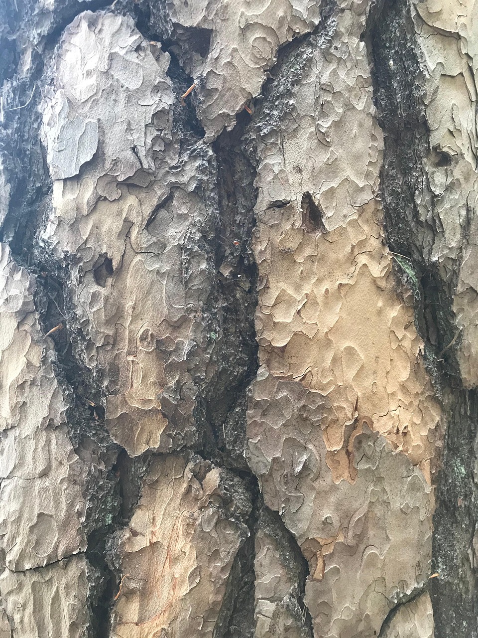 Casca De Árvore Floresta Tronco - Foto gratuita no Pixabay - Pixabay