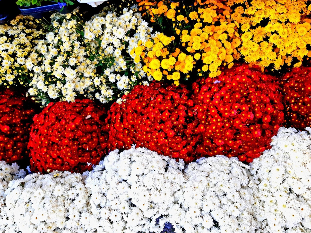 Blumen Blumenbeet Garten - Kostenloses Foto auf Pixabay - Pixabay
