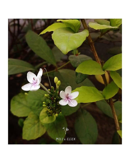 Flor Branco Verde - Foto gratuita no Pixabay - Pixabay