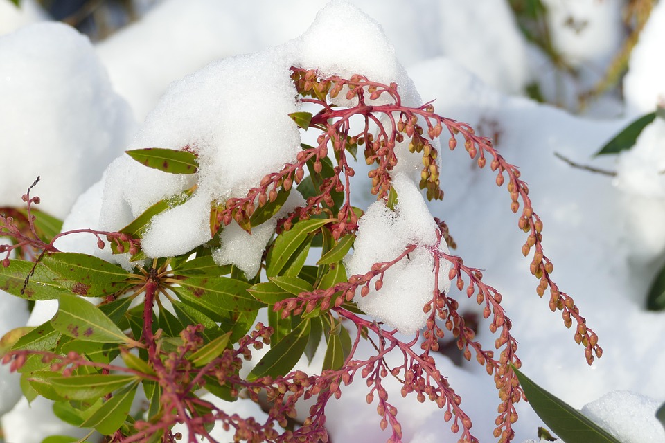 Plante Bush Flore - Photo gratuite sur Pixabay - Pixabay