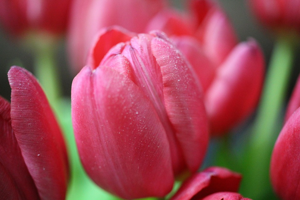 Tulip Bunga-Bunga Bunga Musim - Foto gratis di Pixabay - Pixabay