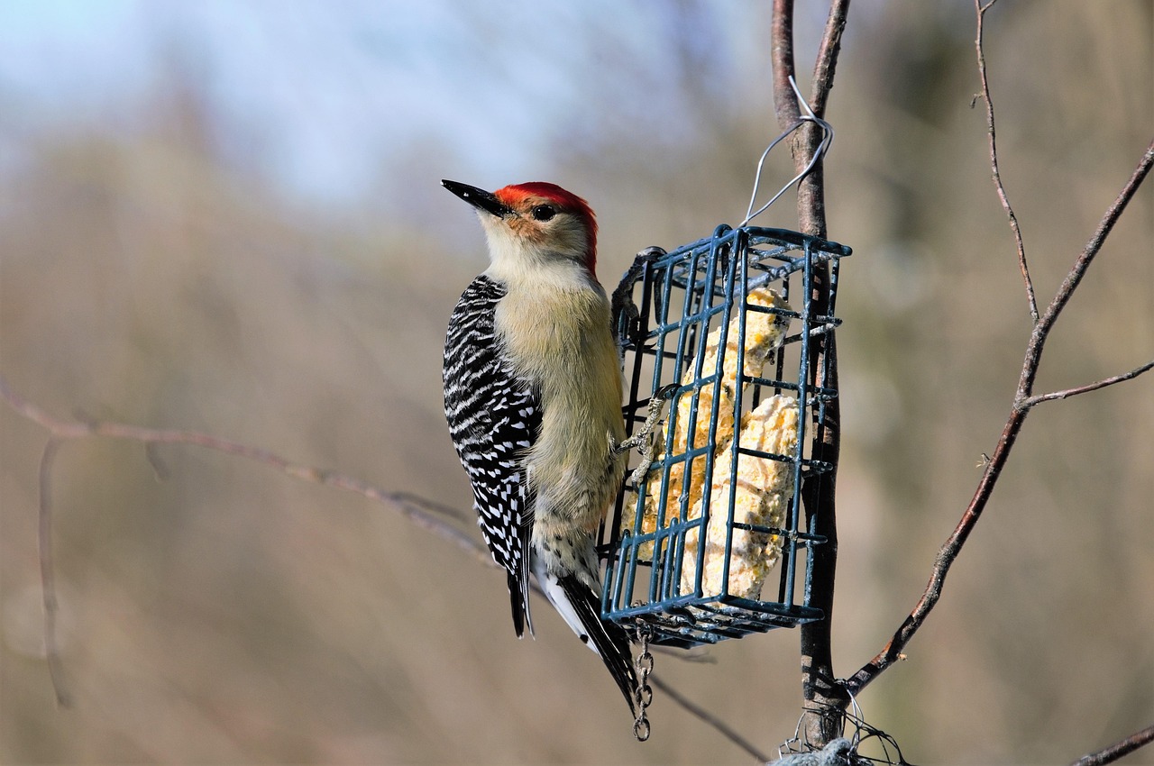 Red Bellied Woodpecker Bird - Free photo on Pixabay - Pixabay