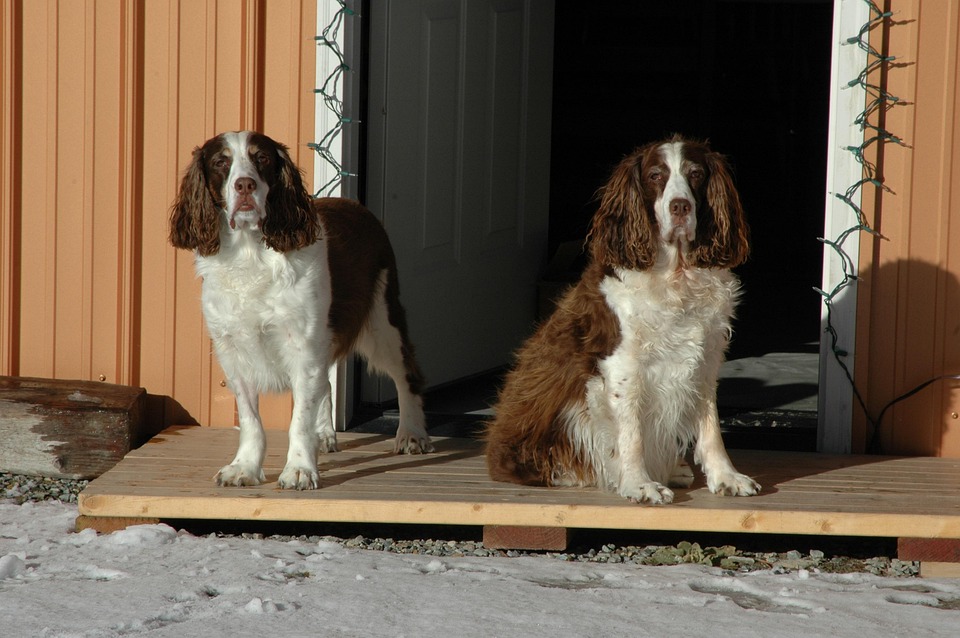 Spaniel Springer Hund - Kostenloses Foto auf Pixabay - Pixabay