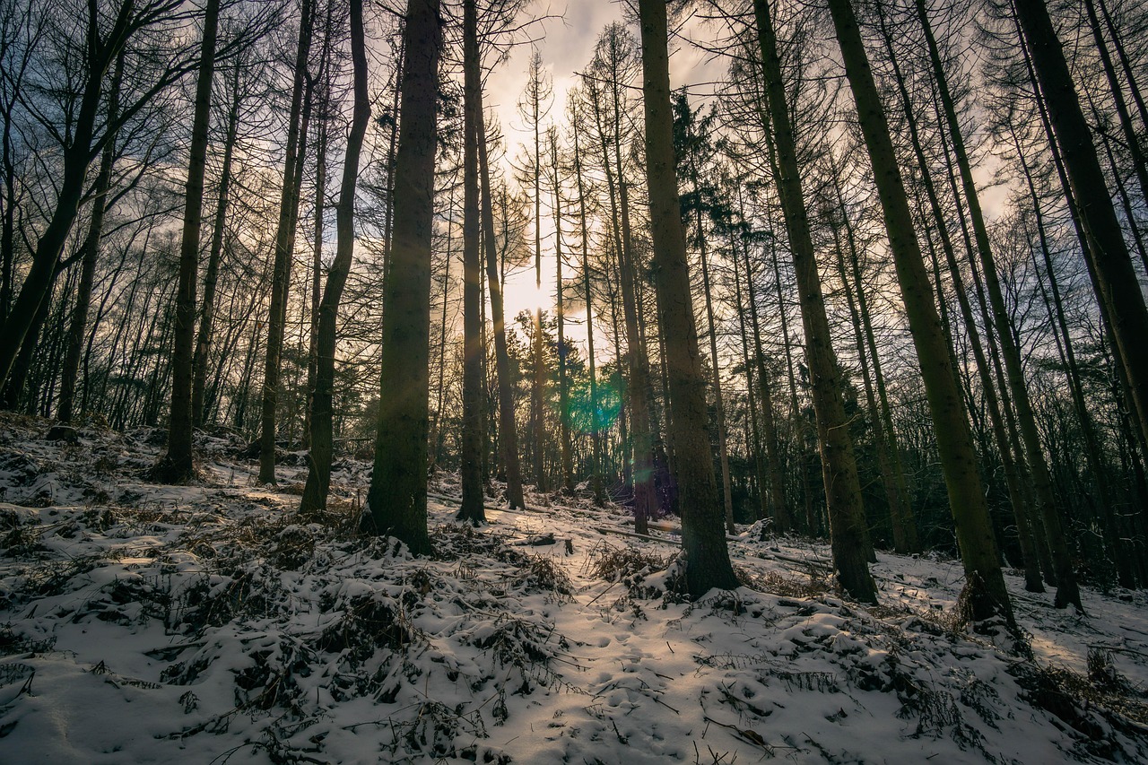 Natureza Floresta Neve - Foto gratuita no Pixabay - Pixabay