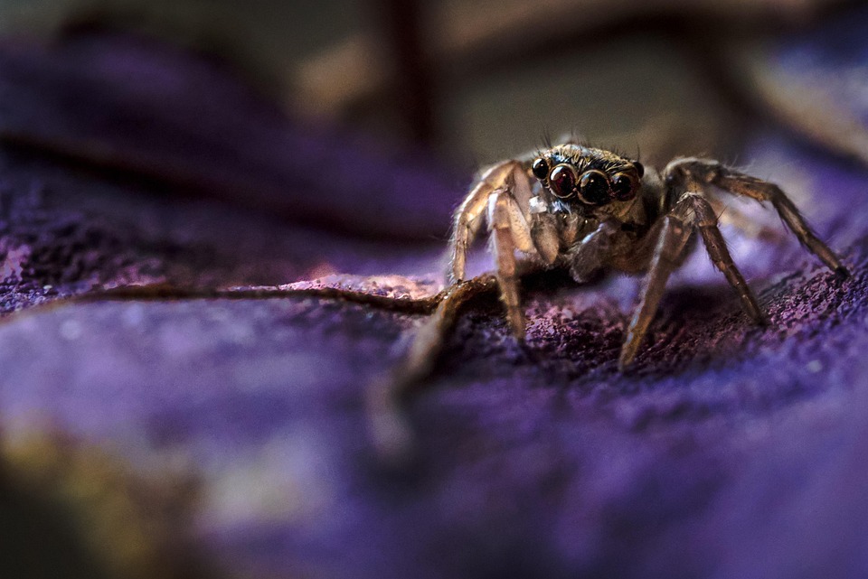 Jumping Spider Animal - Free photo on Pixabay