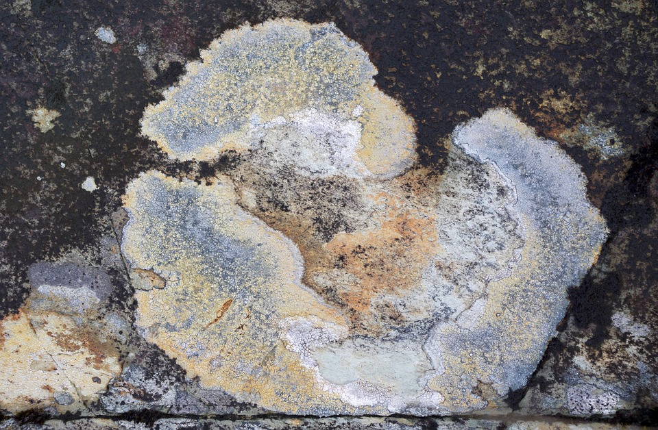 Mold Pierre Mushrooms - Free photo on Pixabay