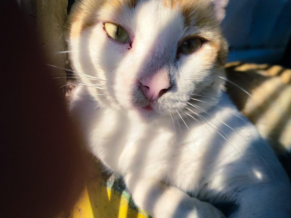 Gato Instagram Bonito - Foto gratuita no Pixabay - Pixabay