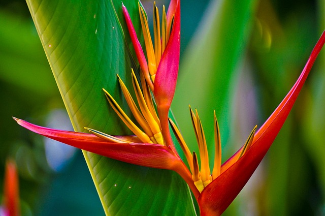 Bird Of Paradise Flower Plant - Free photo on Pixabay